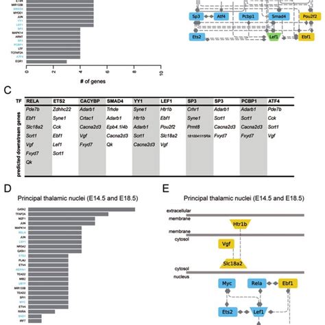 Transcription Factor Binding Motifs And Gene Interaction Networks In