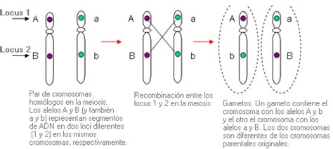 Fundación Instituto Roche Glosario de genética recombinación