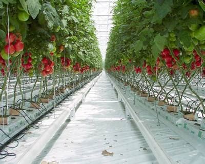 Desenvolvido M Todo Para Aumentar Produtividade Do Tomate Em Estufa