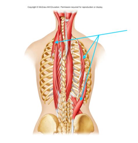 Muscle Of The Neck And Back That Move The Vertebral Column Erector