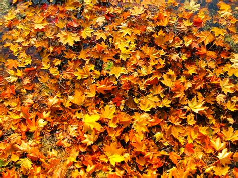 Top 5 Best Maple Seeds 2024 Pixelfy Blog