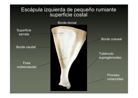 Osteología del miembro torácico Anatomía Veterinaria PPT Descarga