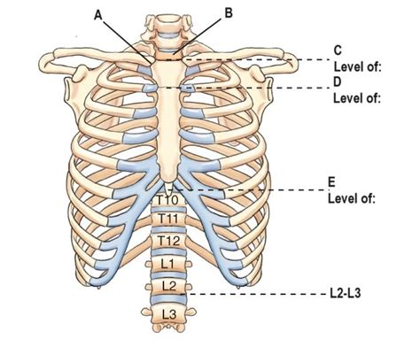 4 Chapter 10 Bony Thorax Sternum Ribs Diagram Quizlet