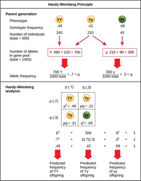 genetic equilibrium examples