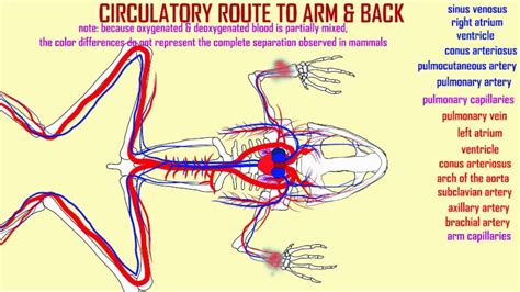Frog Circulatory Route To Arm Back Youtube