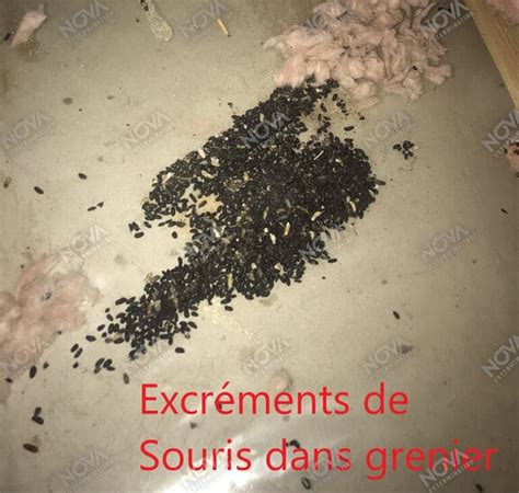Quoi Ressemblent Les Crottes De Souris Nova Extermination