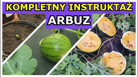 KOMPLETNY INSTRUKTAŻ Jak uprawiać Arbuza w Polsce KROK po KROKU Siew