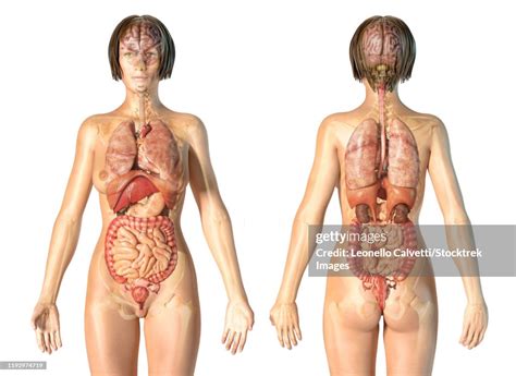 Female Anatomy Of Internal Organs With Skeleton Rear And Front Views High Res Vector Graphic