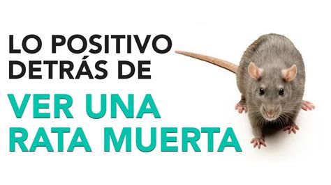 Descubre qué significa encontrar una rata muerta en tu casa y cómo