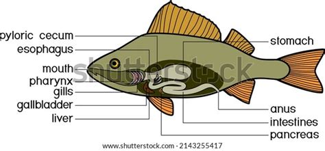 Scheme Structure Fish Digestive System Educational Stock Vector
