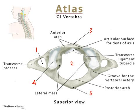 Labeling Vertebrae And Ribs Flashcards Quizlet