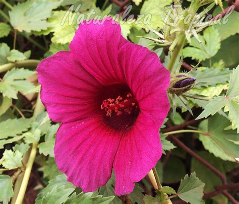 Introduzir Imagem Tipos De Hibisco Planta Br Thptnganamst Edu Vn