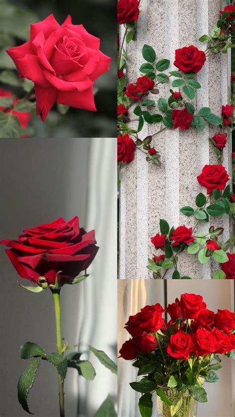 Topo Imagem Arqu Tipo Da Rosa Vermelha Sombra Br Thptnganamst Edu Vn