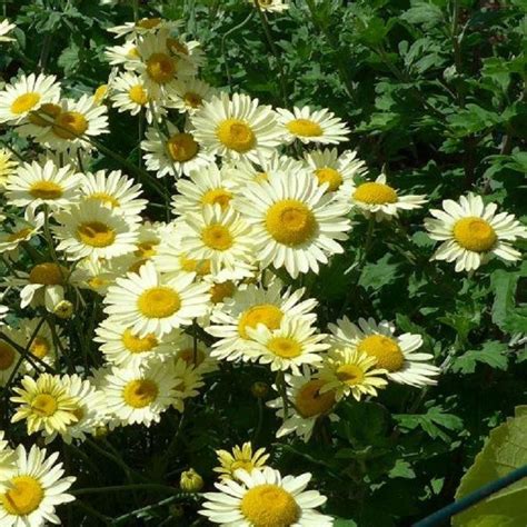Anthemis Tinctoria E C Buxton