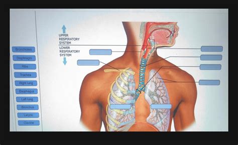 Solved Art Labeling Activity Structure Of A Lymph Node Chegg