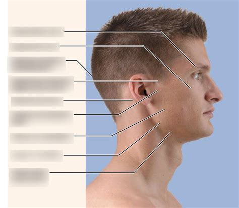 Surface Anatomy Of Head Diagram Quizlet