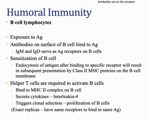 Humoral Immunity Flashcards Quizlet