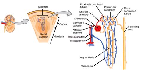 Structure Of A Juxtamedullary Nephron Note The Tubules Are