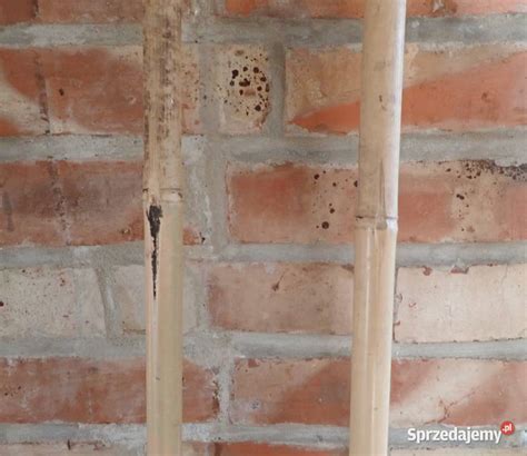 Wspornik Bambusowa Podpora Do Pomidor W Cm Tyczka Zagna Sk