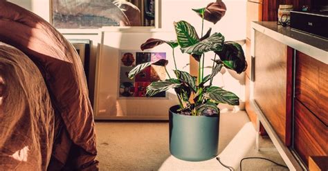 5 Plantas Que Absorben El Calor De Tu Hogar PLAYERS Of Life