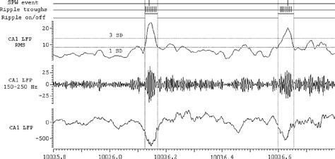 hippocampal sharp wave ripples linked to slow oscillations in rat slow wave sleep journal of