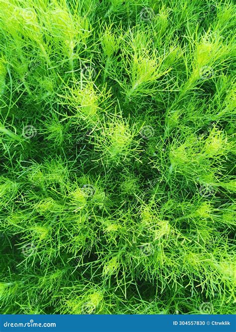 A Collection Of Green Leaves Suitable For The Background Stock Photo