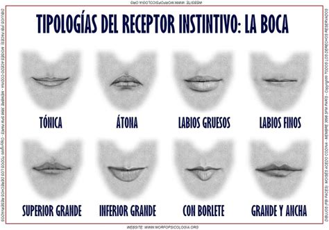 Tipos De Labios Hombres TIPOSDE