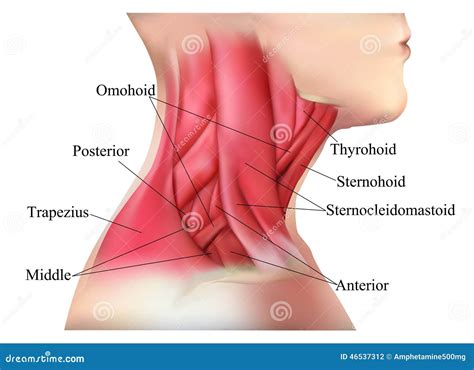 Anatomy Of The Neck Muscles Stock Illustration Illustration Of