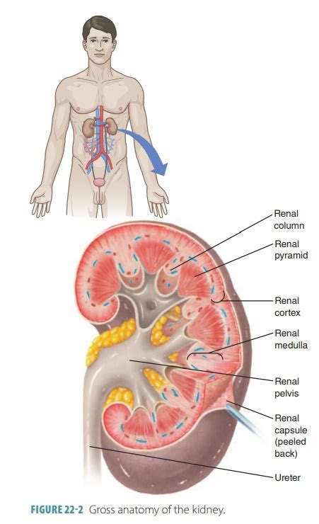 Renal Pelvis Location In Body