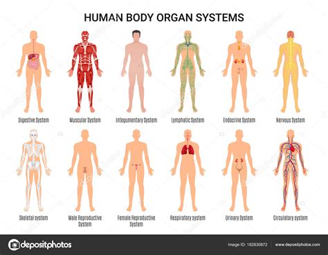Sistemas De Rganos Del Cuerpo Humano Poster Stock Vector By The Best