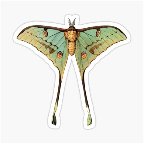 Argemme Luna Moth Sticker For Sale By Cottagefrog Redbubble