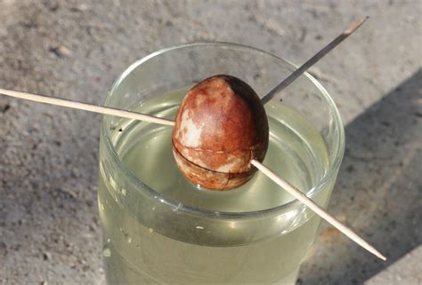 Germination De Lavocat Acclimatons