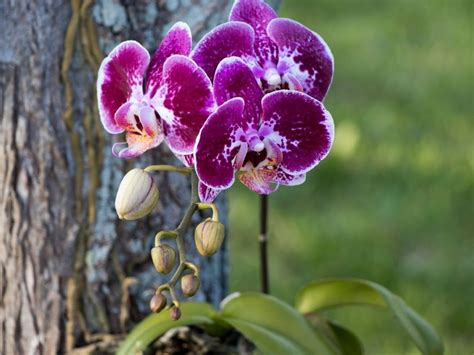 Introducir Imagen Cultivo De Orquideas En Troncos Viaterra Mx