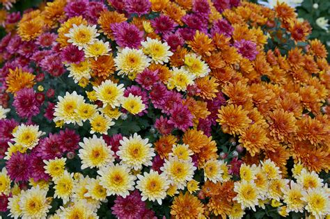 Plant Of The Day Care Tips About This Fall Favorite Mums Jamison