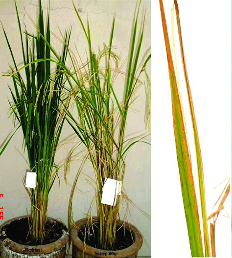 Rice Plants Showing Symptoms Of Bacterial Leaf Blight Alongside A