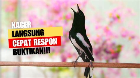 SUARA BURUNG Kacer Gacor NGEPLONG TARUNG Konslet Ini Paling AMPUH Buat