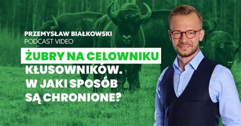 Czy można pomylić żubra z dzikiem Zielona w INTERIA PL