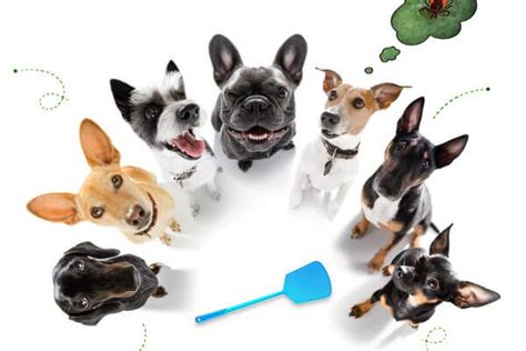 10 Raças De Cachorros Mais Populares No Brasil