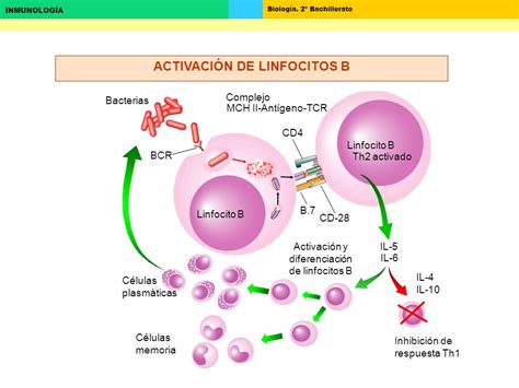 Inmunoligia01 Linfocitos B Equipo1