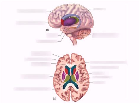 Basal Nuclei In Brain Diagram Quizlet