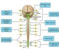 14 3 THE PARASYMPATHETIC NERVOUS SYSTEM Flashcards Quizlet