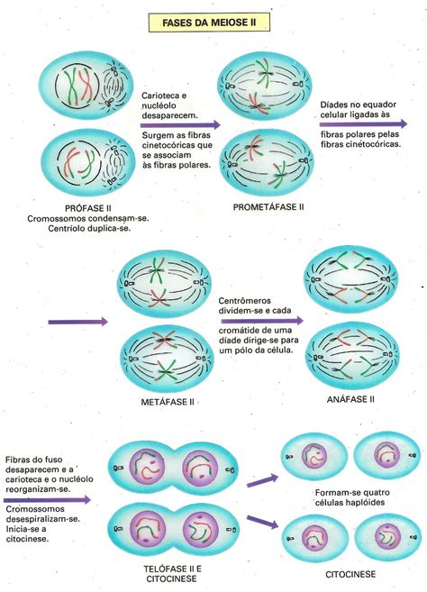 MEIOSE esquema Genética e Citologia