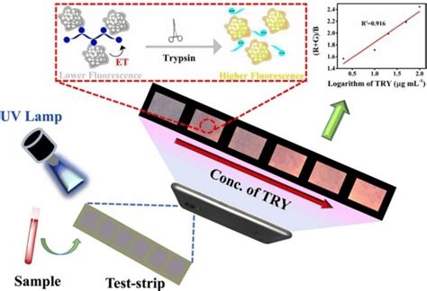 Schematic Diagram Of The Fluorescence Sensor For The Detection Of