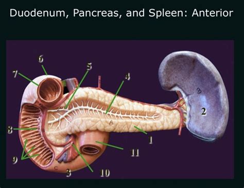 Duodenum Pancreas And Spleen Anterior Flashcards Quizlet