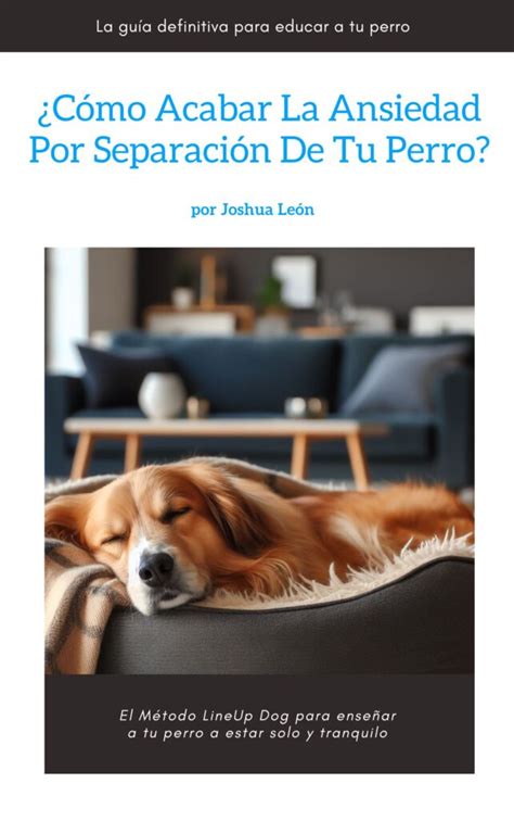 C Mo Acabar Con La Ansiedad Por Separaci N De Tu Perro