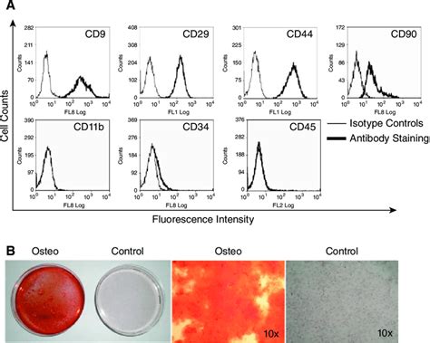 Characterization Of Mouse Mesenchymal Stem Cells MMSC A Flow
