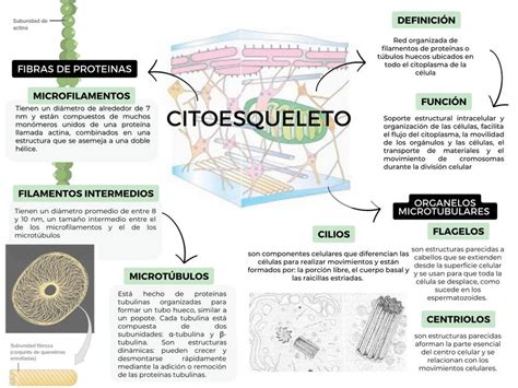 Citoesqueleto Luccianna Navedo UDocz