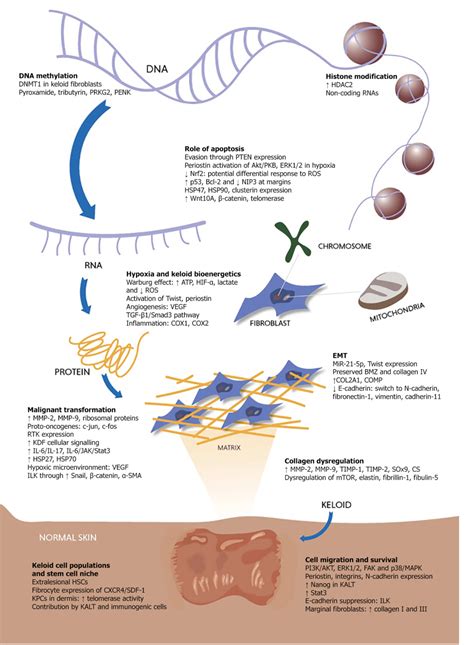 Figure 1 From Understanding Keloid Pathobiology From A Quasi Neoplastic