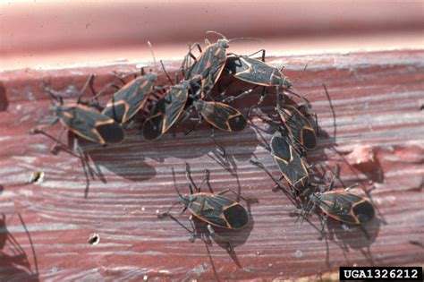 Boxelder Bug Boom Umn Extension