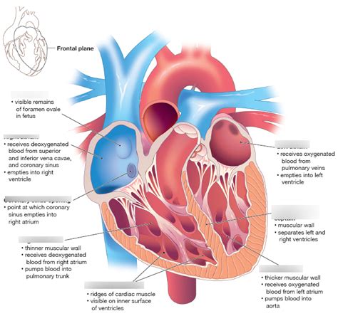 The Four Heart Chambers Anterior Interior View Diagram Quizlet